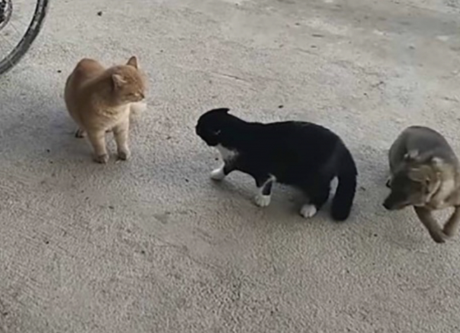 Perrito toma el papel de “juez de paz” entre pelea de gatos - La ...